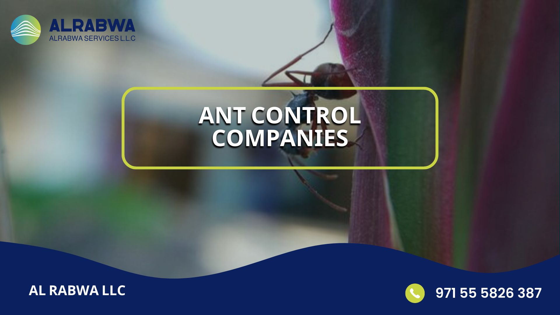 Top Ant Control Companies for Quick & Effective Solutions