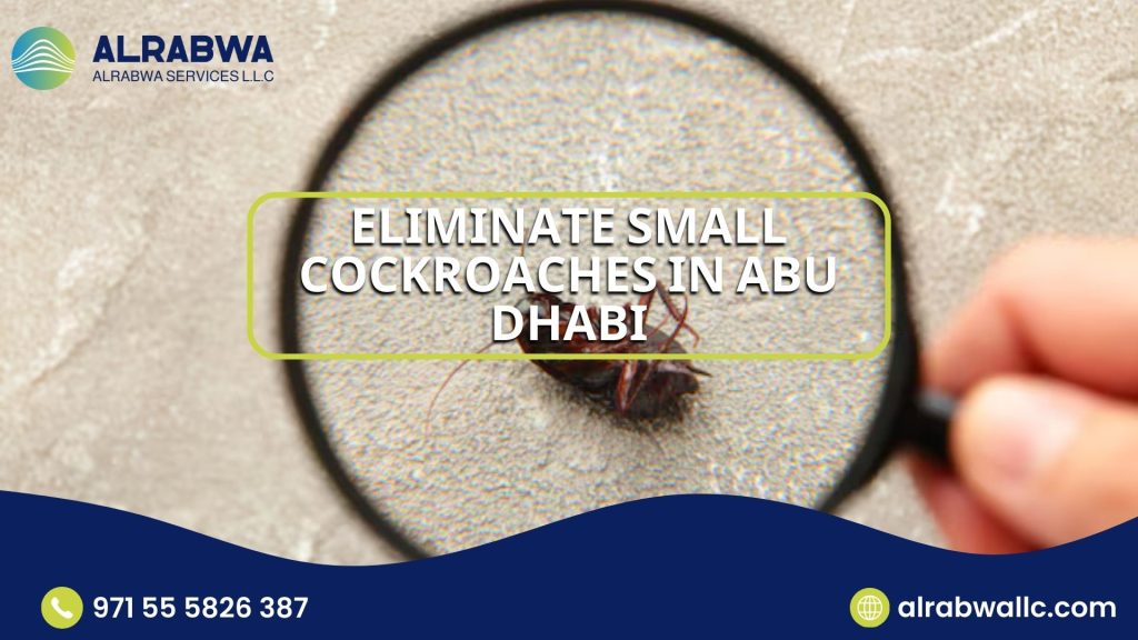 eliminate small cockroaches in Abu Dhabi