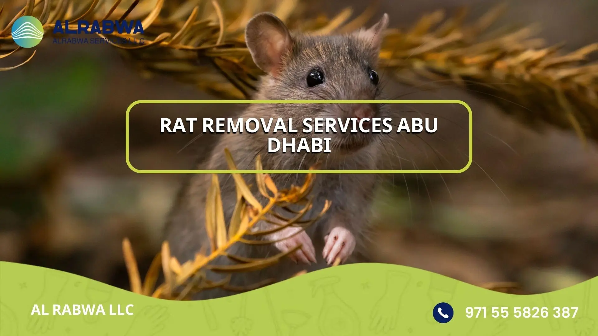Rat Removal Services Abu Dhabi | Al Rabwa Experts